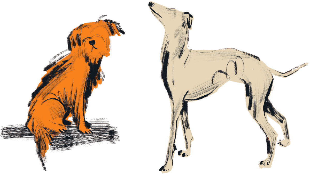 Colourful Luxury Accessories Created for Dogs and People who love them