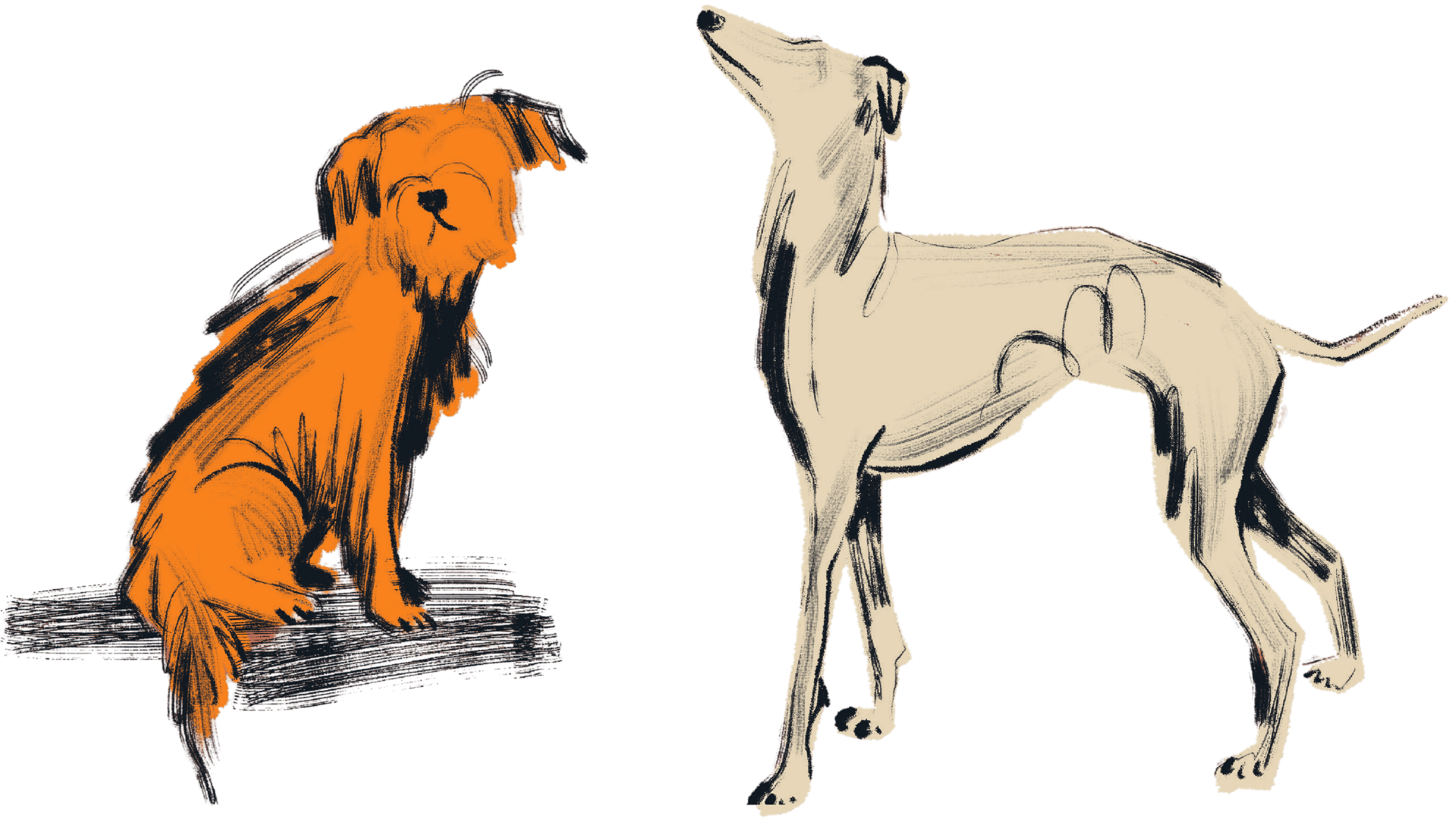 Colourful Luxury Accessories Created for Dogs and People who love them